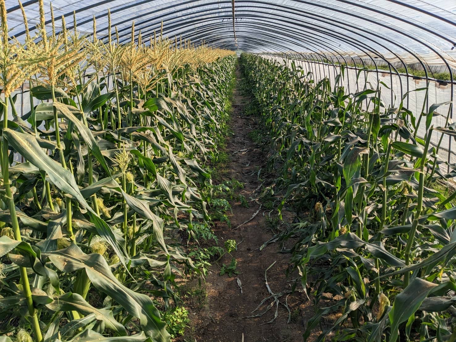 とうもろこし収穫祭【やつだ農園】 | 【公式】熊本県甲佐町の内科・総合診療科・コミュニティホスピタル谷田病院